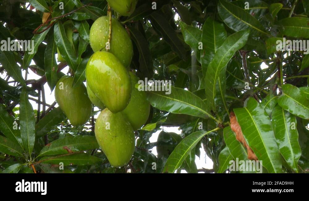 Bunch of mangoes Stock Videos & Footage - HD and 4K Video Clips - Alamy