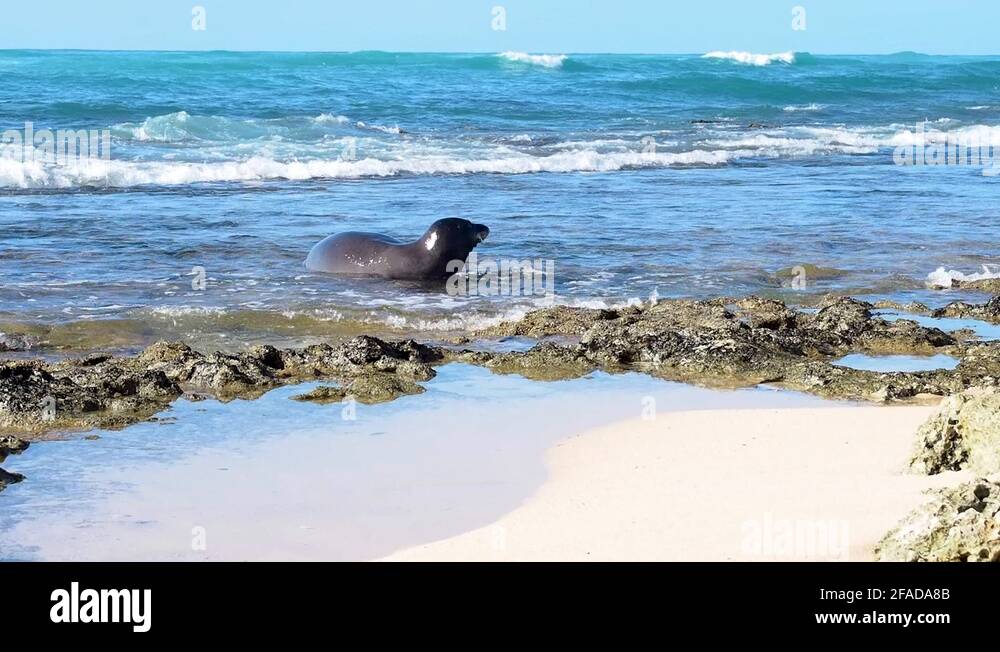 Hawaii monk seal Stock Videos & Footage - HD and 4K Video Clips - Alamy