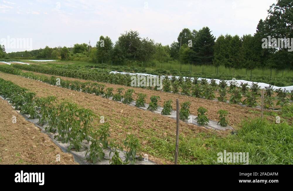 Vegetable plots Stock Videos & Footage - HD and 4K Video Clips - Alamy