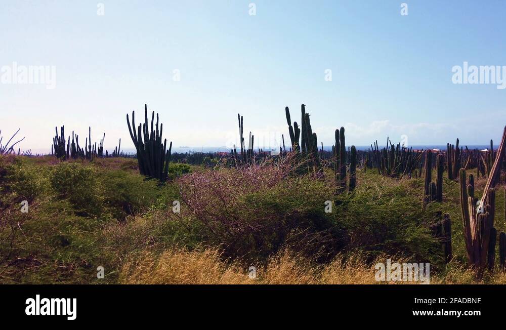 Cacti cactaceae Stock Videos & Footage - HD and 4K Video Clips - Alamy