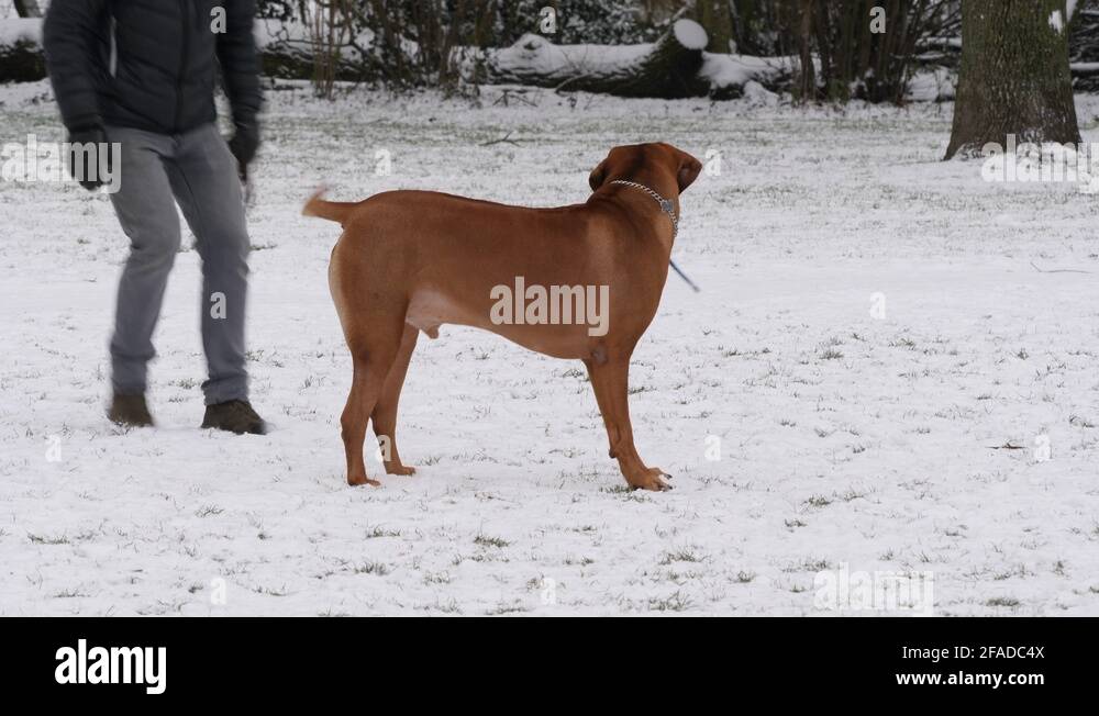 Rhodesian ridgeback playing in Stock Videos & Footage - HD and 4K Video ...