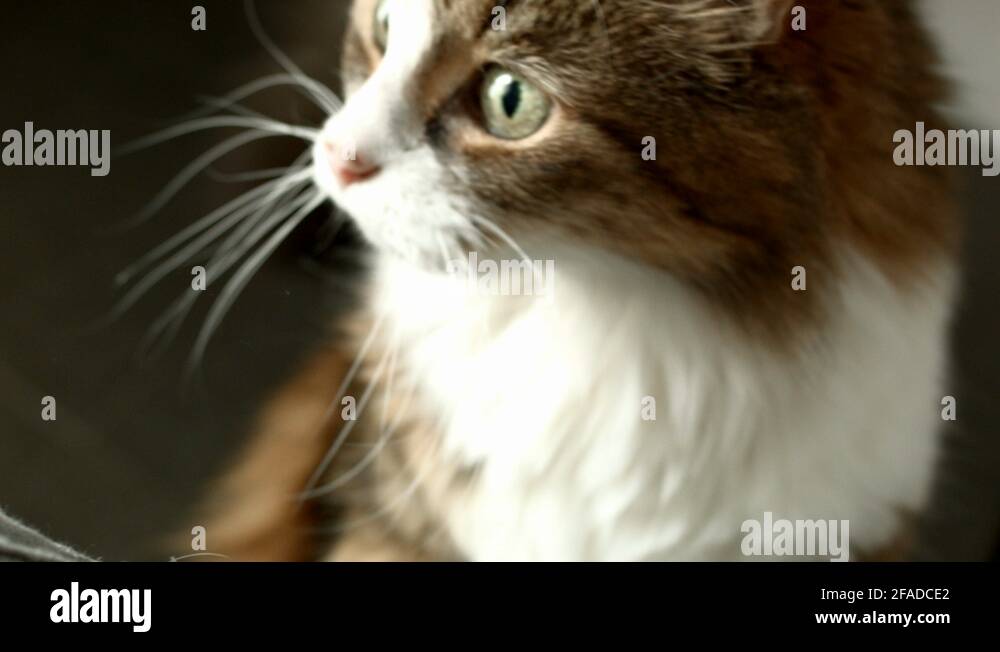 Begging cat Stock Videos & Footage - HD and 4K Video Clips - Alamy