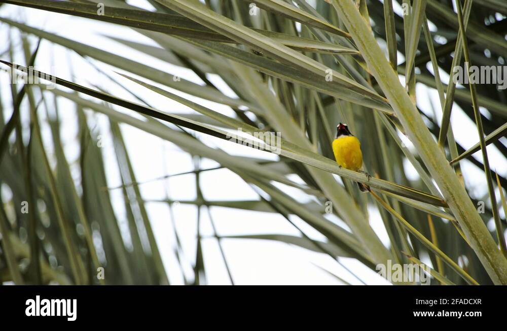 Caribbean bird Stock Videos & Footage - HD and 4K Video Clips - Alamy