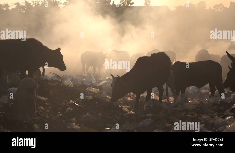 Burning cattle Stock Videos & Footage - HD and 4K Video Clips - Alamy