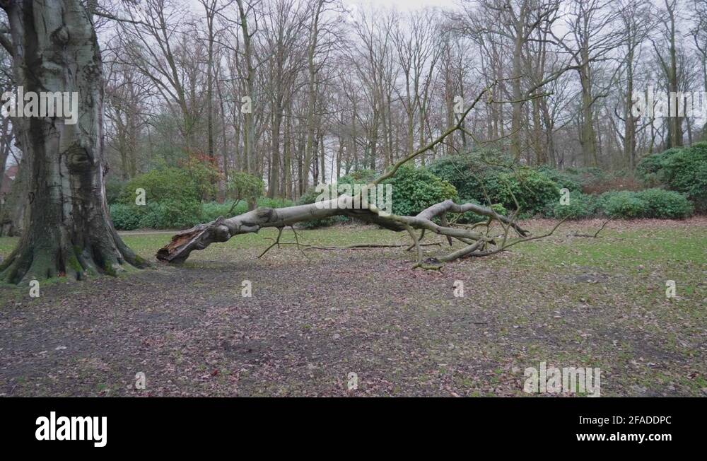 Old damage tree Stock Videos & Footage - HD and 4K Video Clips - Alamy