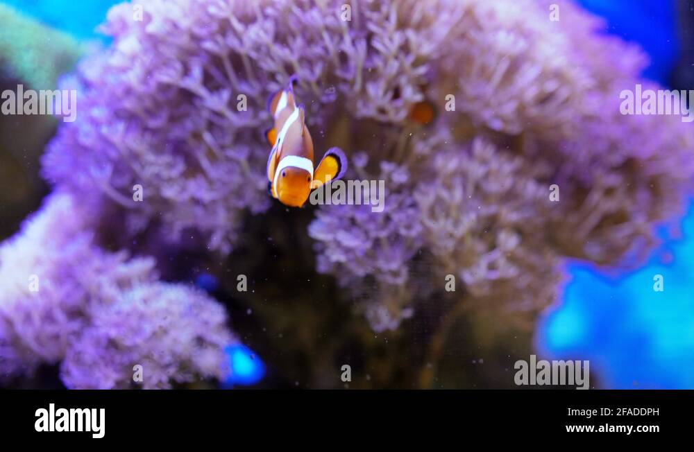 Nemo Clown Fish in the Colorful Tropical Coral Reefs. Aquarium fish. 4K ...