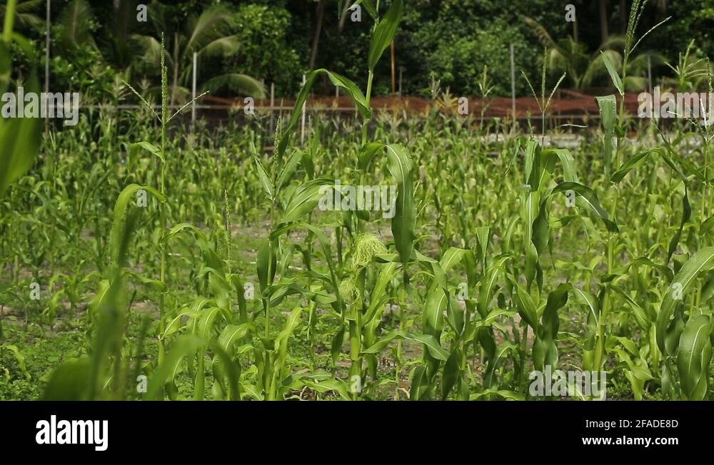 Vegetable growing island Stock Videos & Footage - HD and 4K Video Clips ...