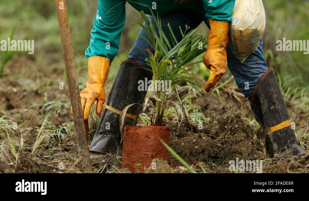 Planting palm in the ground Stock Videos & Footage - HD and 4K Video ...