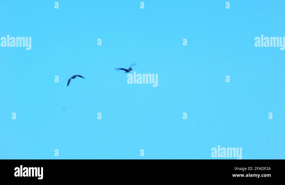 Glide skim float Stock Videos & Footage - HD and 4K Video Clips - Alamy