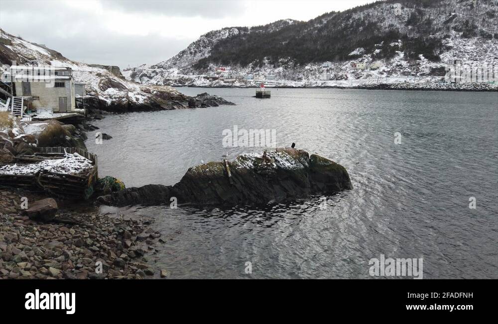 Birds of newfoundland Stock Videos & Footage - HD and 4K Video Clips ...