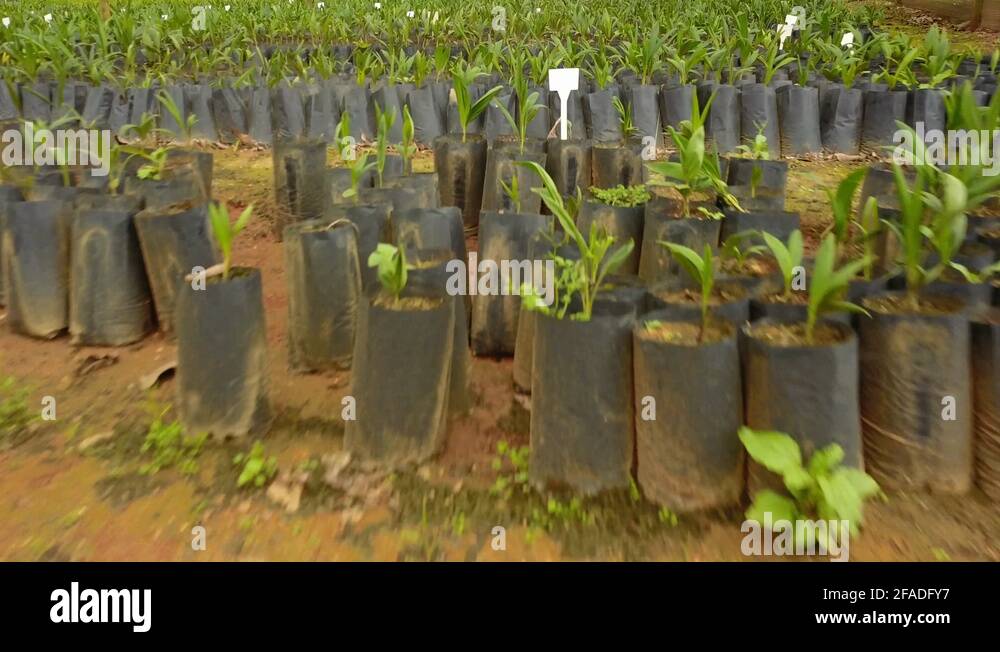 Palm oil plants Stock Videos & Footage - HD and 4K Video Clips - Alamy