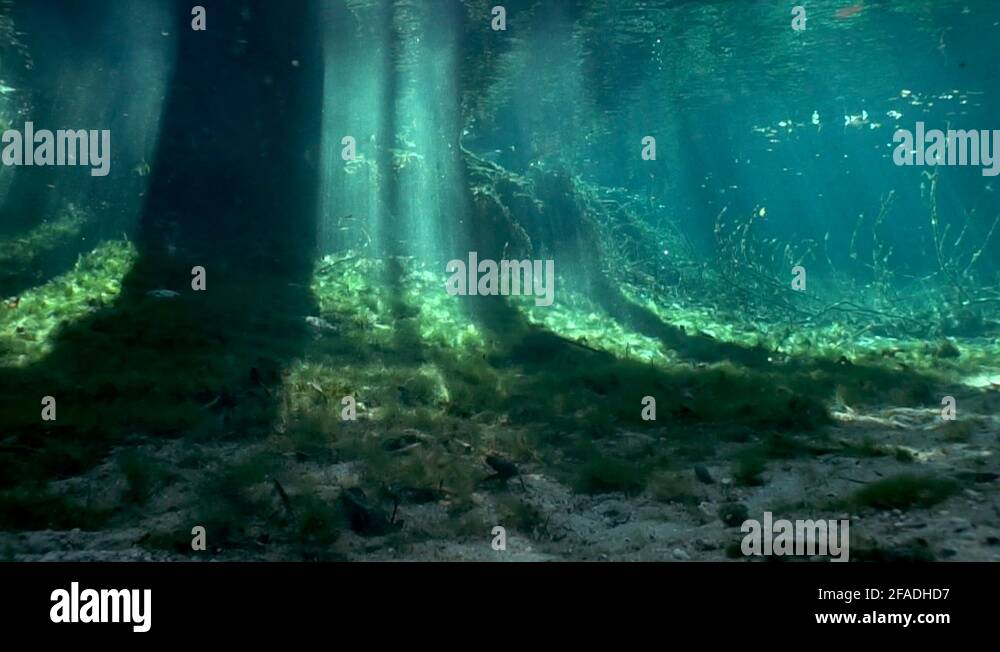 Freshwater spring diving Stock Videos & Footage - HD and 4K Video Clips ...