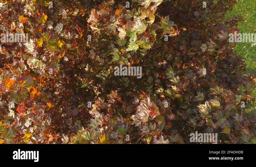 Crimson red maple Stock Videos & Footage - HD and 4K Video Clips - Alamy