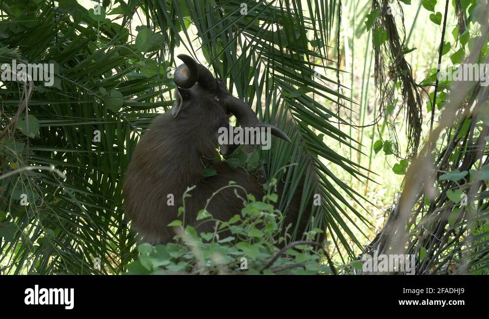 Herbivore eating leaves Stock Videos & Footage - HD and 4K Video Clips ...