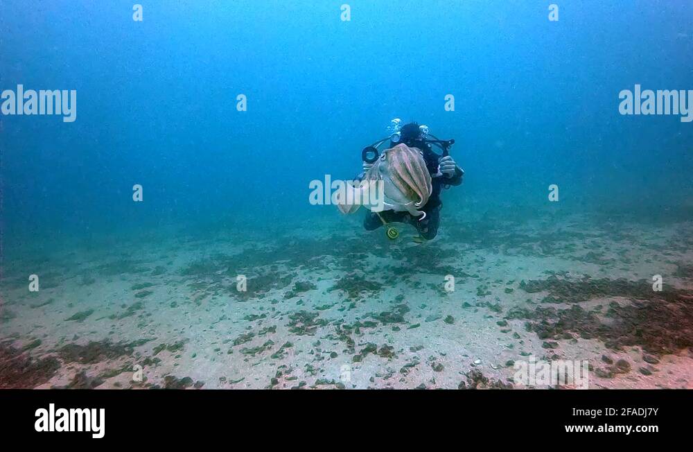 Underwater colours Stock Videos & Footage - HD and 4K Video Clips - Alamy