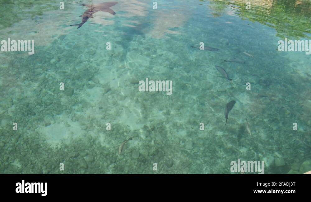 Wildlife in curacao Stock Videos & Footage - HD and 4K Video Clips - Alamy