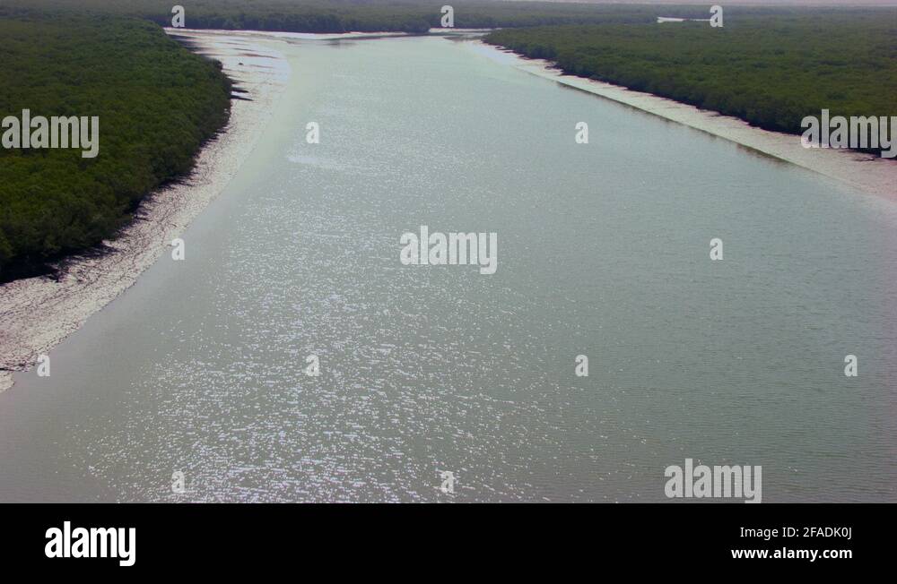 The mangrove biome, mangal, distinct saline woodland, shrub land ...