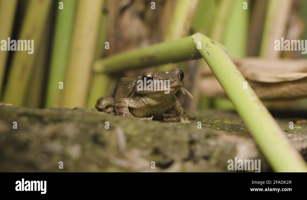 Amphibian eating mosquito Stock Videos & Footage - HD and 4K Video ...