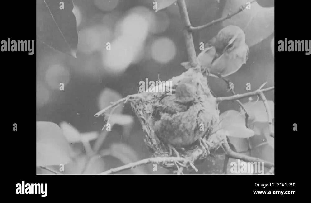 Birds kind Stock Videos & Footage - HD and 4K Video Clips - Alamy