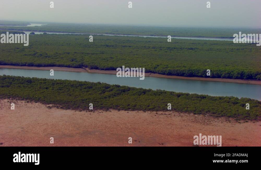 Mangroves view over roots Stock Videos & Footage - HD and 4K Video ...