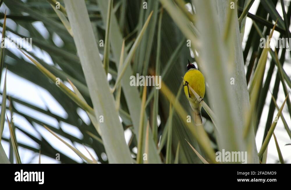 Caribbean bird Stock Videos & Footage - HD and 4K Video Clips - Alamy