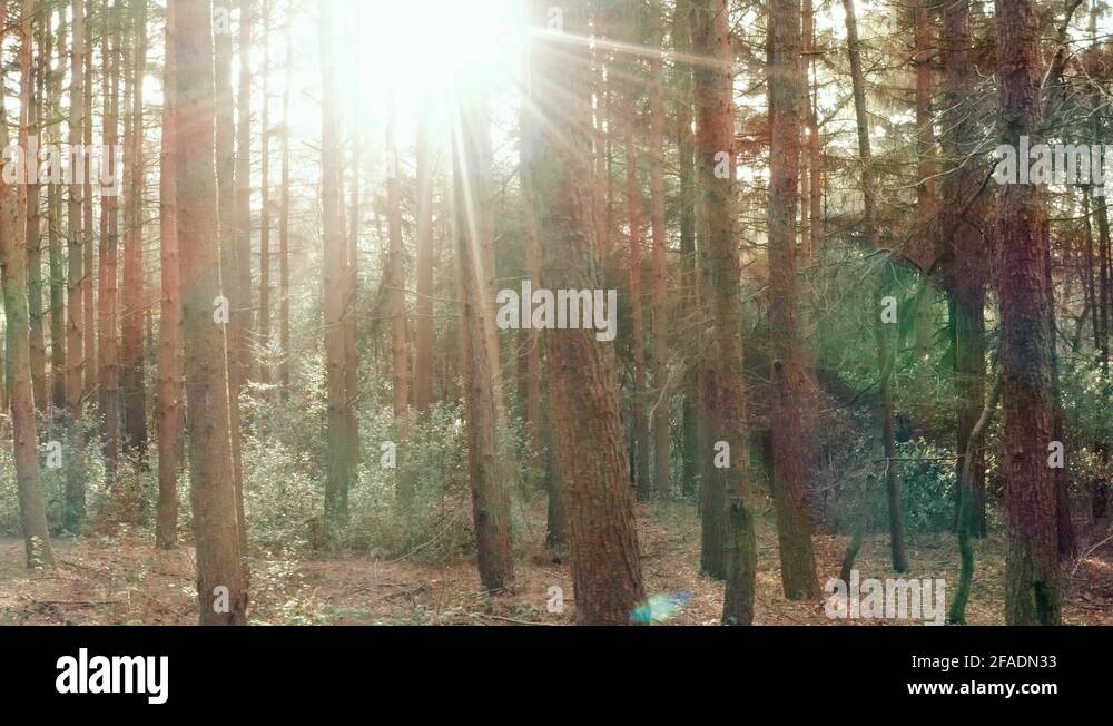 Sunlight dappled trees Stock Videos & Footage - HD and 4K Video Clips ...