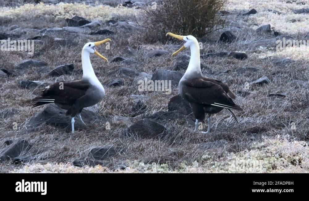 Bird mating ritual Stock Videos & Footage - HD and 4K Video Clips - Alamy