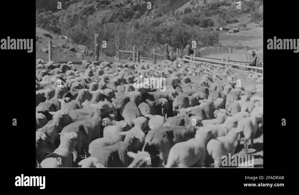 Second shepherd Stock Videos & Footage - HD and 4K Video Clips - Alamy