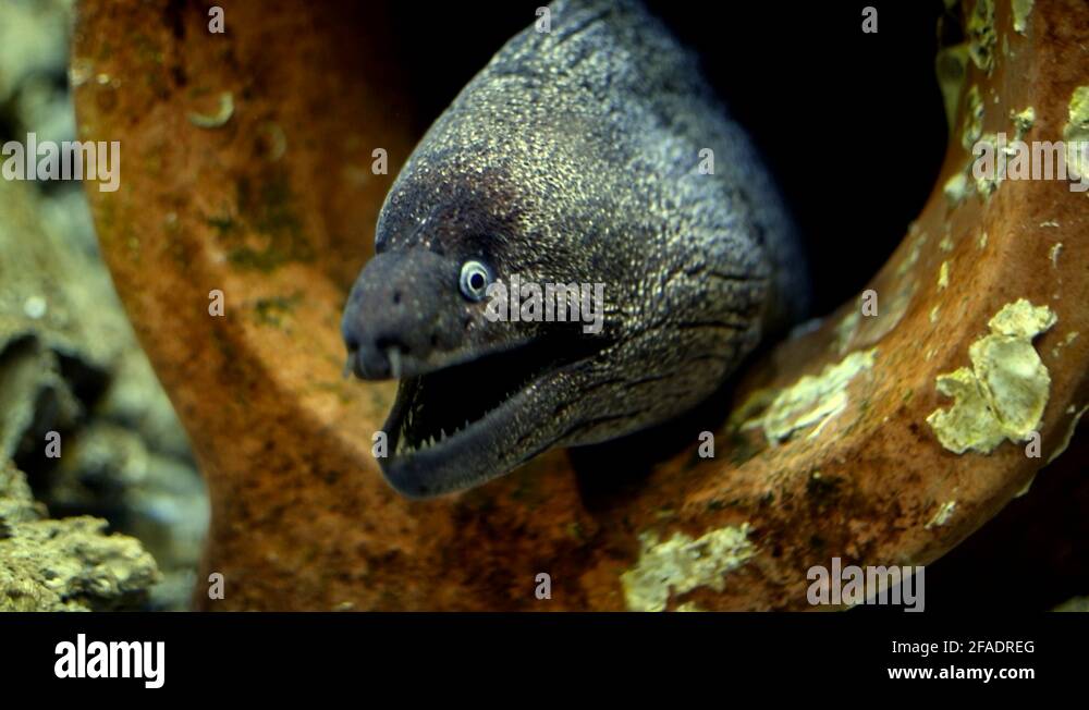 Opening its mouth Stock Videos & Footage - HD and 4K Video Clips - Alamy