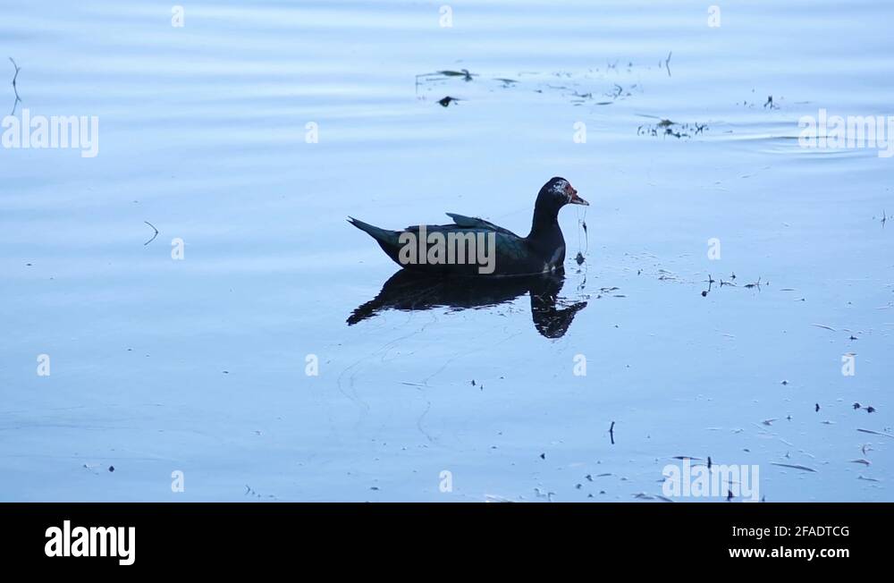 Swimming muscovy duck Stock Videos & Footage - HD and 4K Video Clips ...