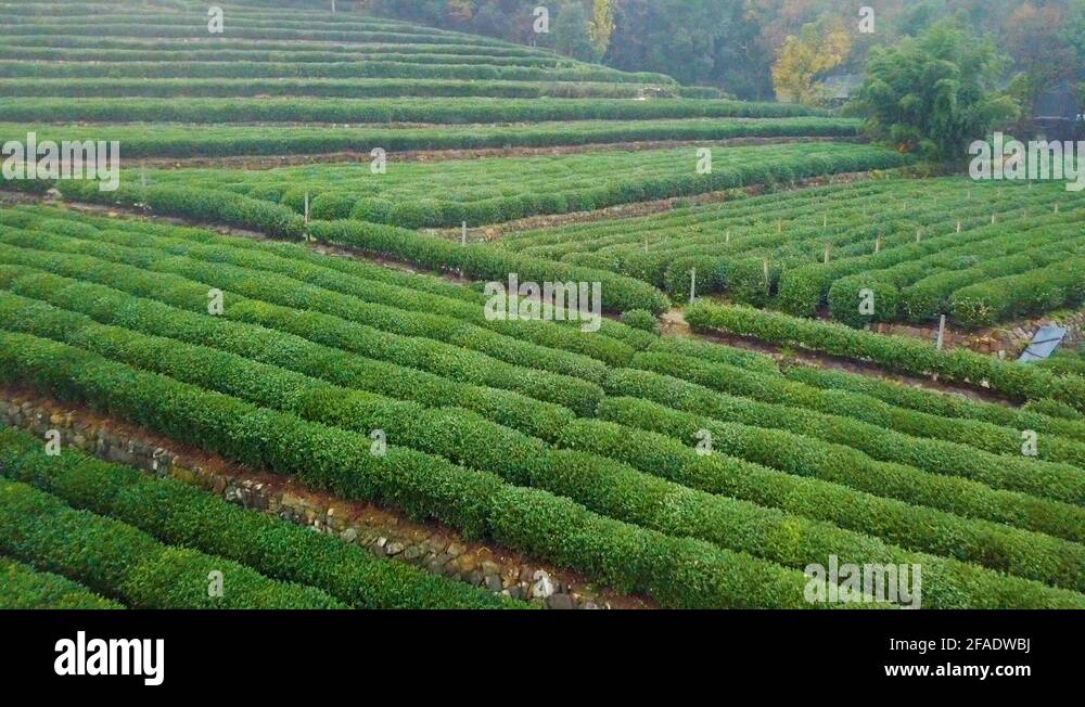 Tea garden landscape Stock Videos & Footage - HD and 4K Video Clips - Alamy