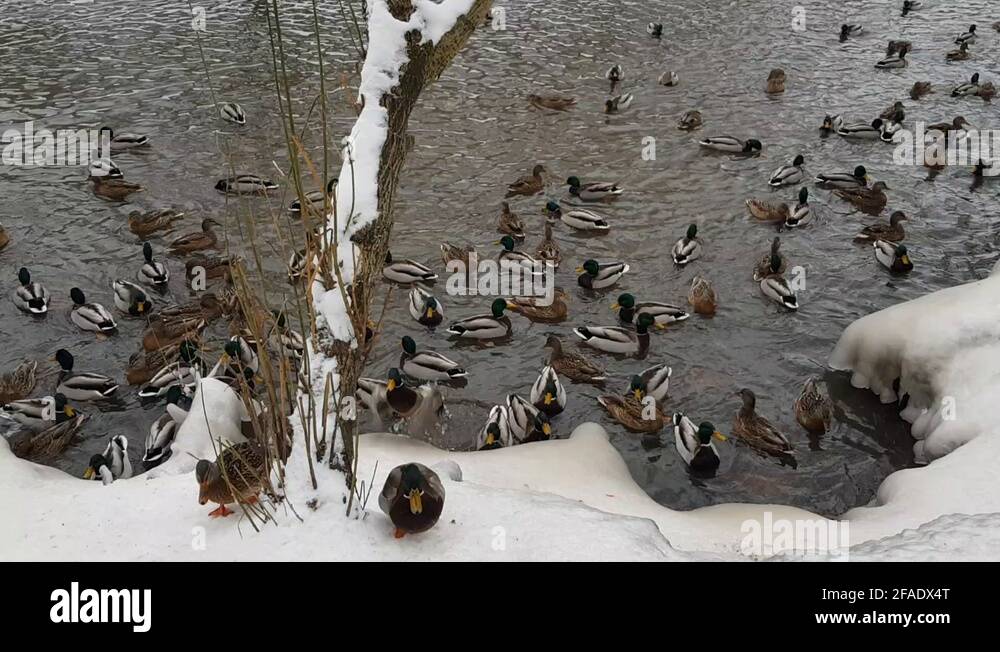 Mallard ducks winter pond Stock Videos & Footage - HD and 4K Video ...