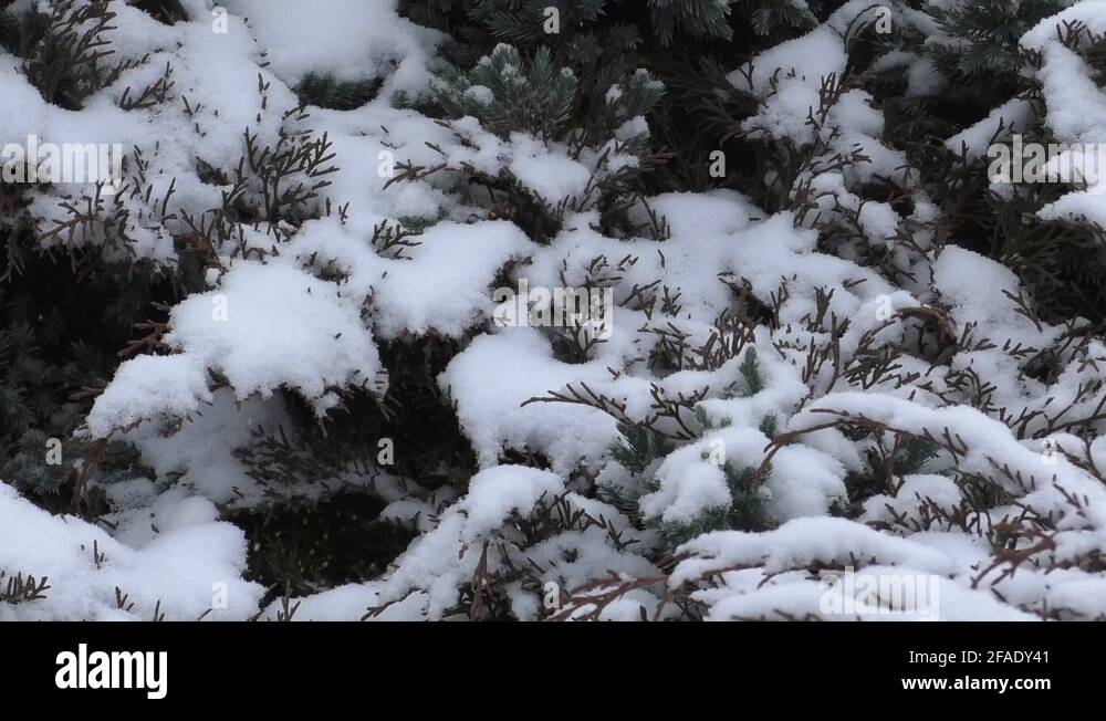 Snow covered garden shrubs Stock Videos & Footage - HD and 4K Video ...