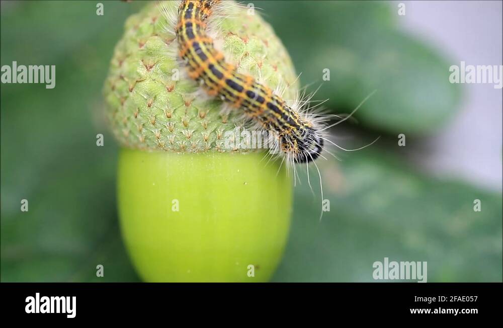 Larva on oak Stock Videos & Footage - HD and 4K Video Clips - Alamy
