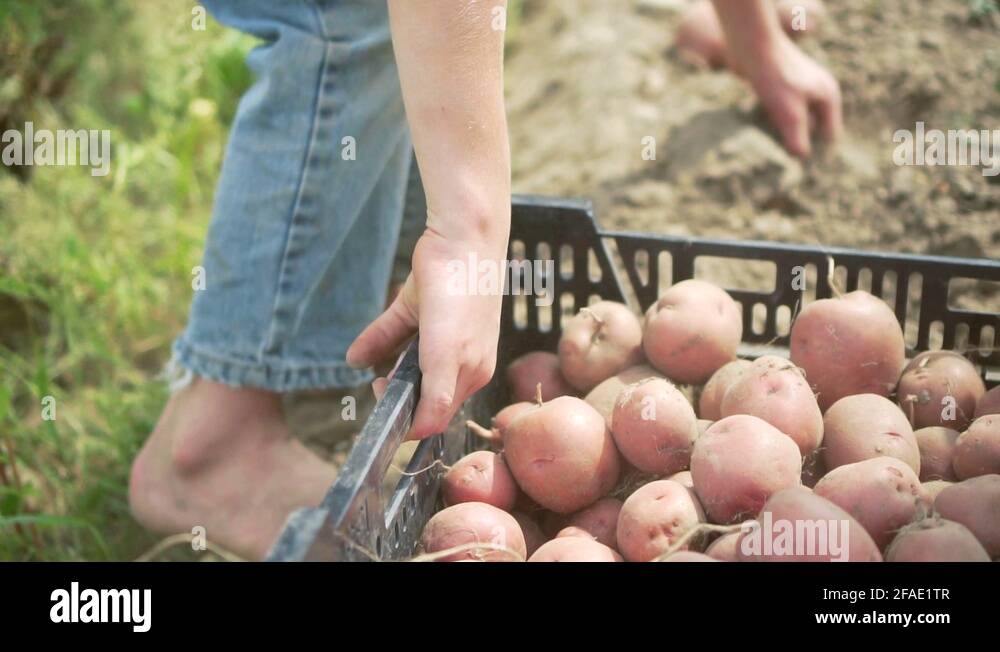 Earth and harvests Stock Videos & Footage - HD and 4K Video Clips - Alamy