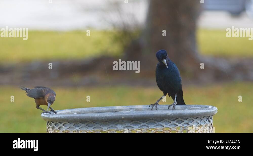 Crow eating garbage Stock Videos & Footage - HD and 4K Video Clips - Alamy