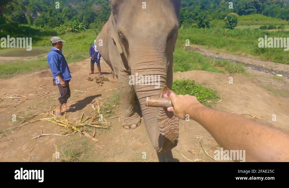 FPV of a man feeding an elephant with a stick of sugar cane in Thailand ...