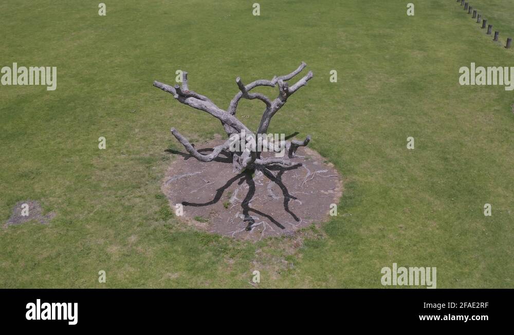 Gray tree Stock Videos & Footage - HD and 4K Video Clips - Alamy