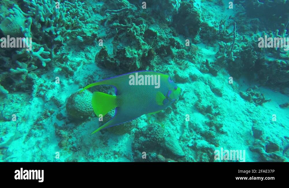 Diving cabo pulmo Stock Videos & Footage - HD and 4K Video Clips - Alamy