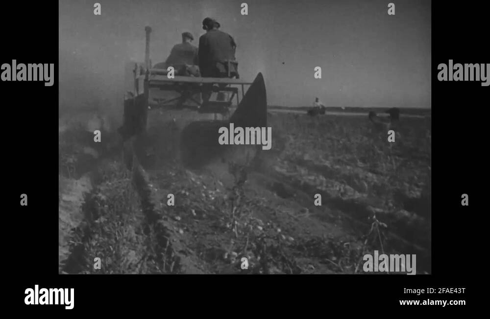 How to collect potato Stock Videos & Footage - HD and 4K Video Clips ...