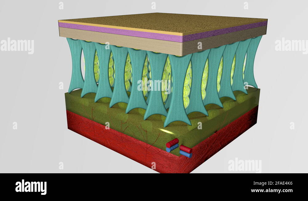 Normal skin histology Stock Videos & Footage - HD and 4K Video Clips ...
