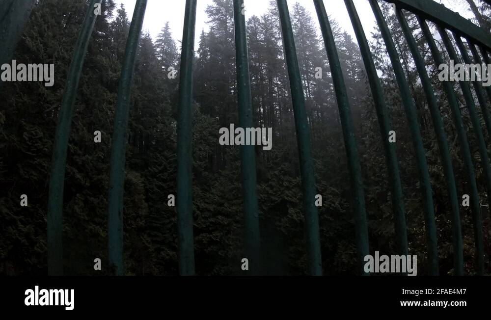 Tall forest trees seen through the green bars of a footbridge Stock ...