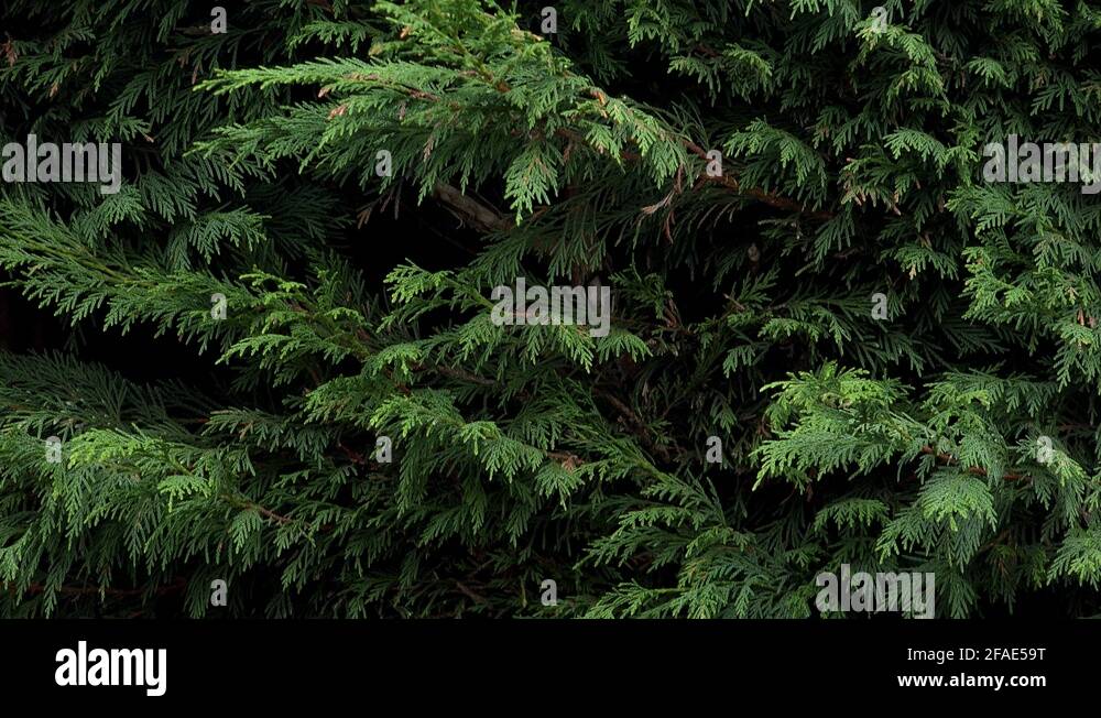 Natural hedgerow uk Stock Videos & Footage - HD and 4K Video Clips - Alamy