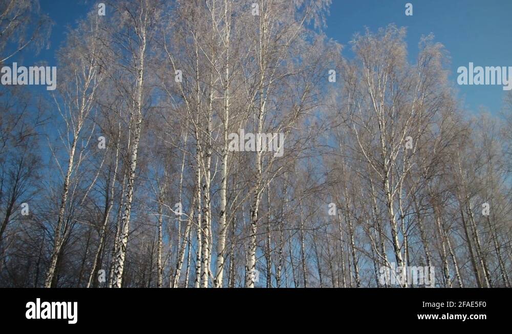 Birch tree without leaves Stock Videos & Footage - HD and 4K Video ...