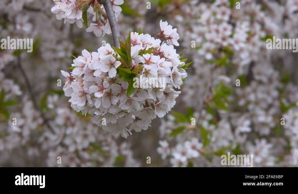 Cherry color blooms Stock Videos & Footage - HD and 4K Video Clips - Alamy