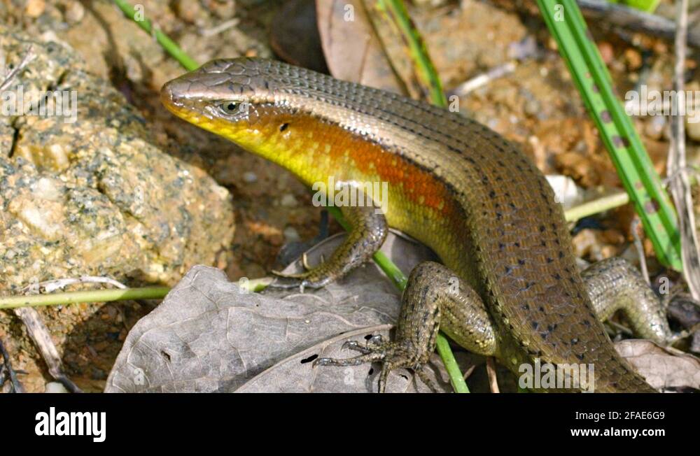 Ground skink Stock Videos & Footage - HD and 4K Video Clips - Alamy