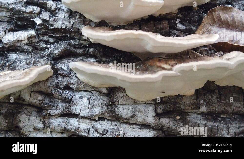 Hongos hongos hongos hongos hongos Stock Videos & Footage - HD and 4K ...