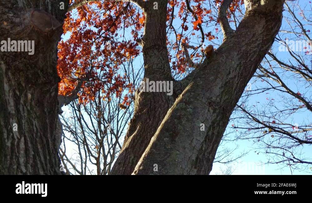 American oak tree Stock Videos & Footage - HD and 4K Video Clips - Alamy