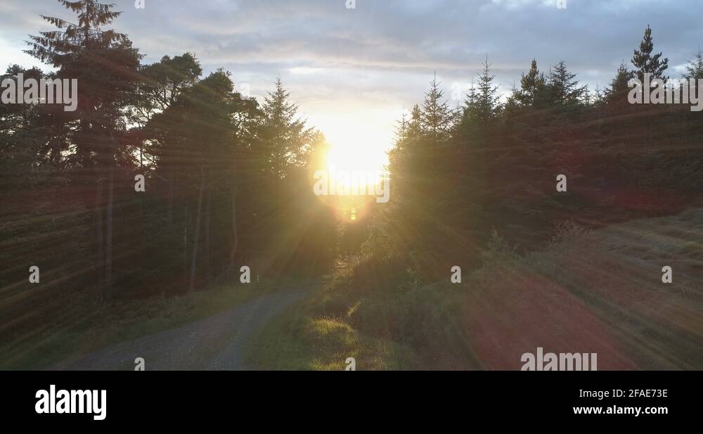 Lens flare at golden hour in a forest Stock Video Footage - Alamy
