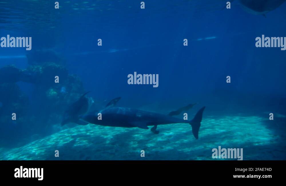 Dolphin tank Stock Videos & Footage - HD and 4K Video Clips - Alamy